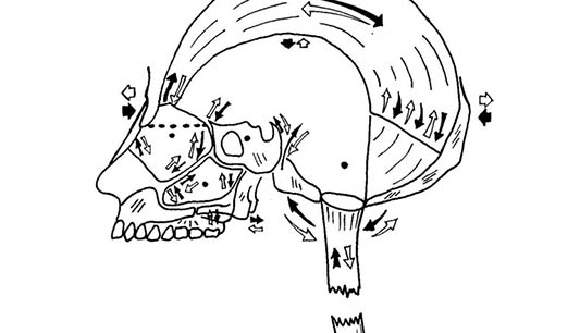 Cranial Osteopathy | Clinical Osteopathy